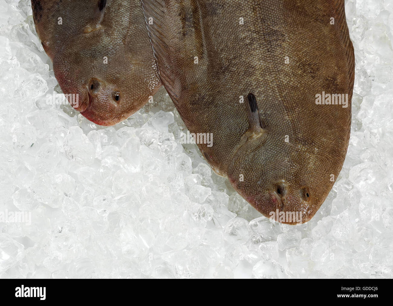 Sole fish hi-res stock photography and images - Alamy