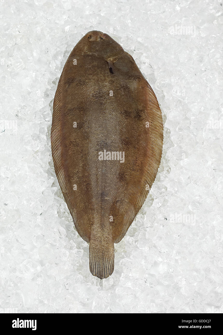 Common Sole (solea Solea) Stock Photos & Common Sole (solea Solea ...