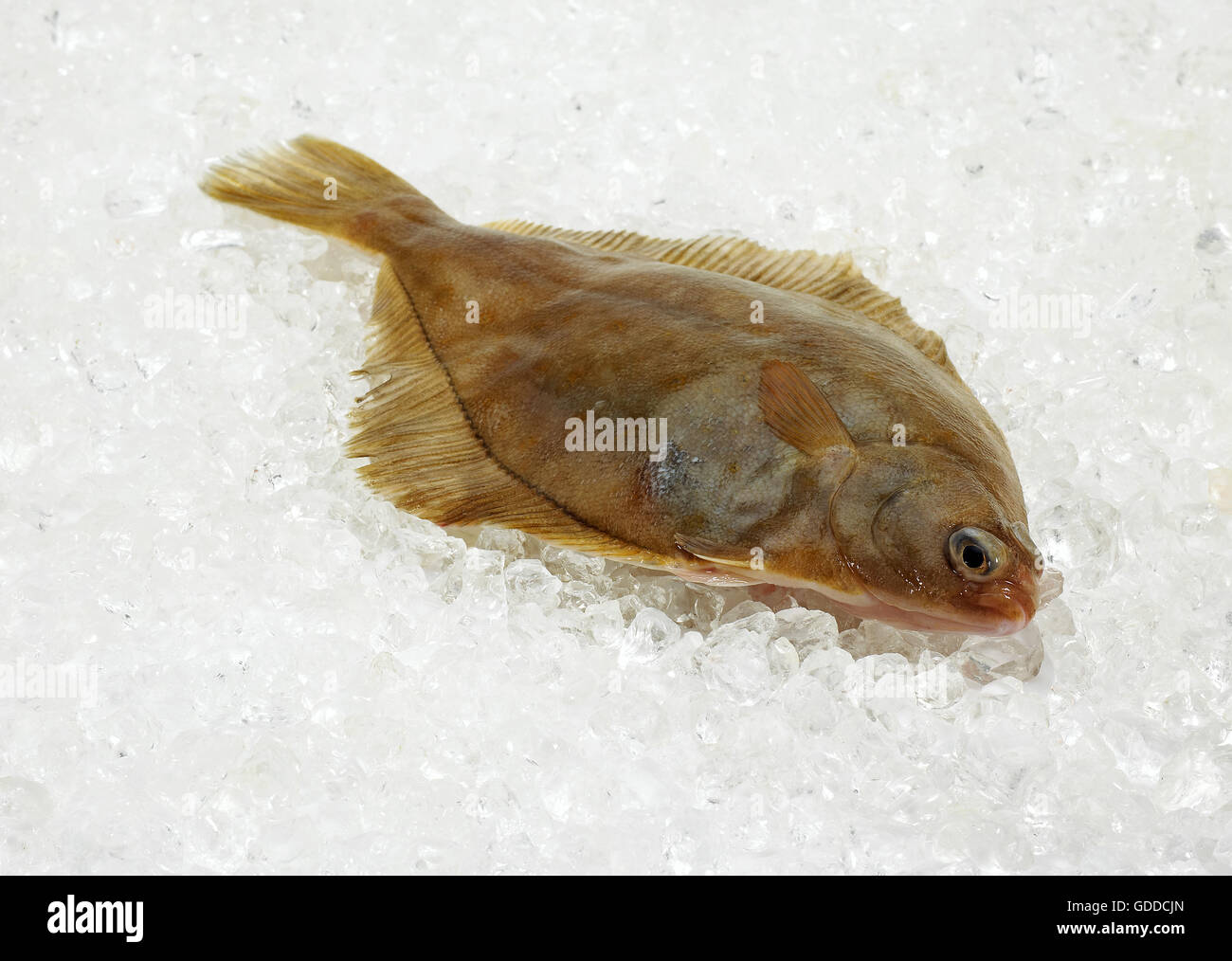 Brill studio hi-res stock photography and images - Alamy