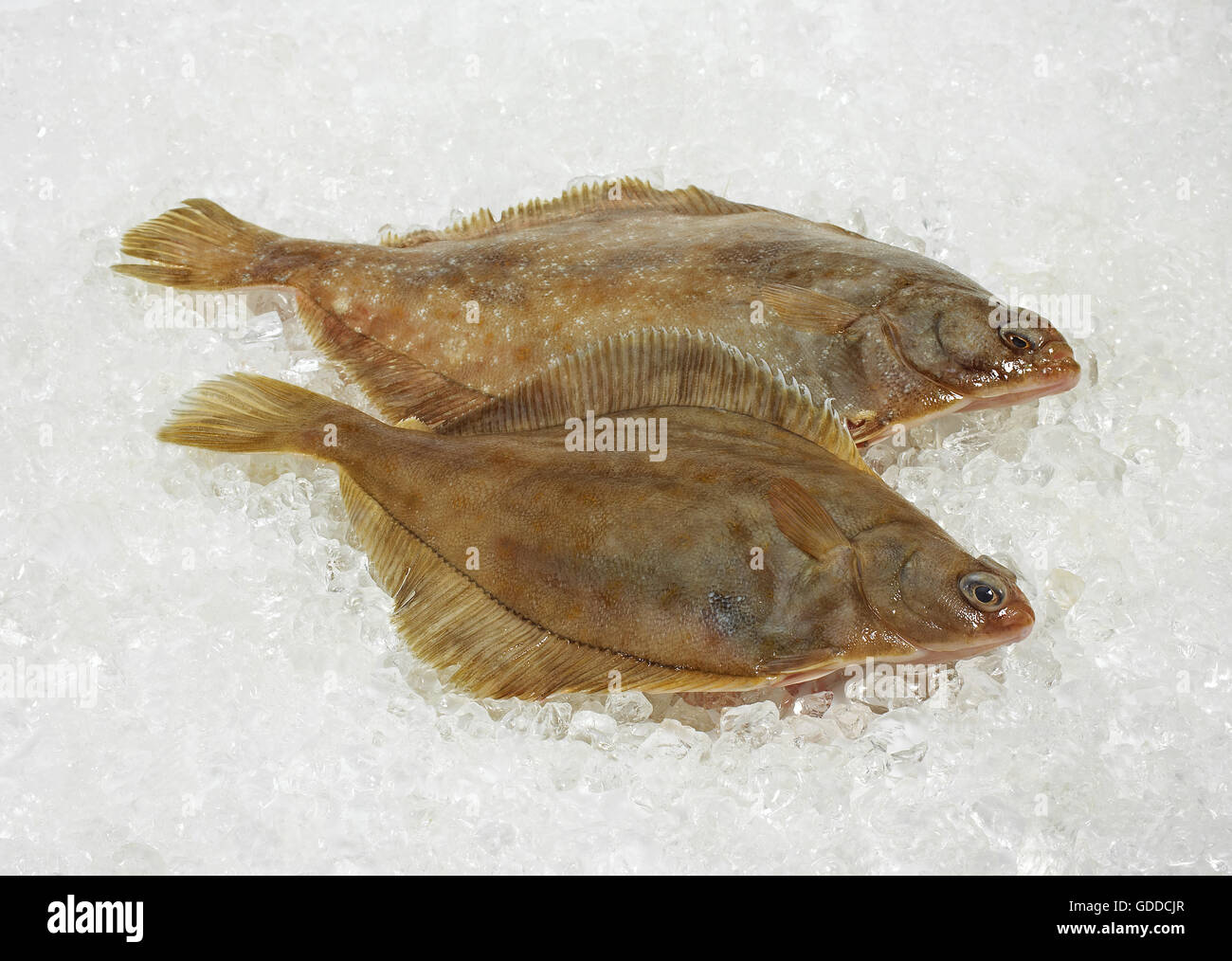 Brill flatfish hi-res stock photography and images - Alamy