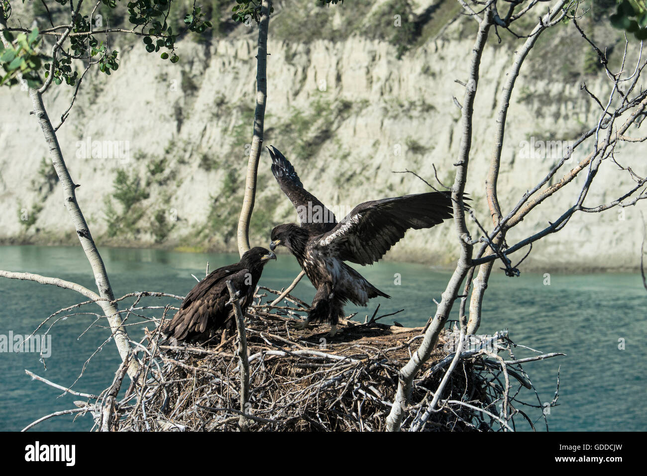 Bald Eaglets High Resolution Stock Photography and Images - Alamy