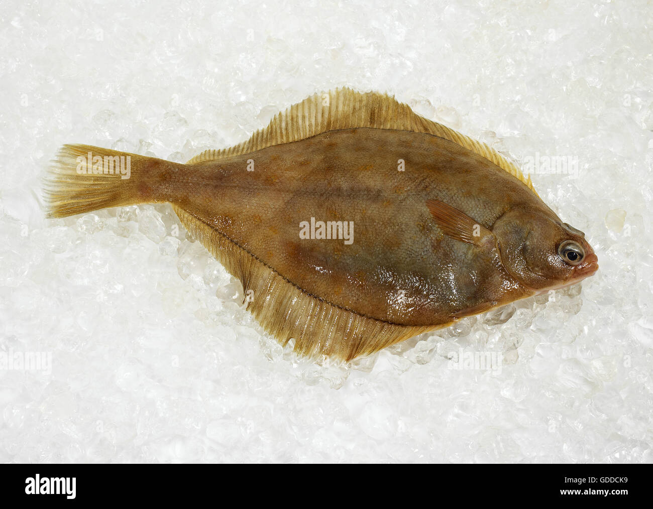 Brill fish hi-res stock photography and images - Alamy