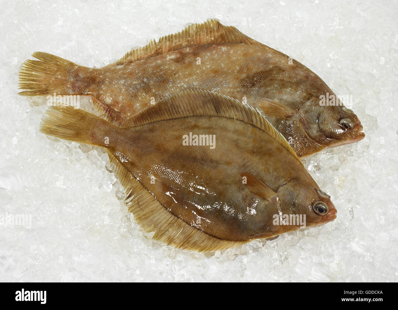 Brill fish hi-res stock photography and images - Alamy
