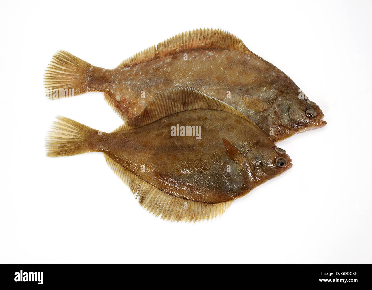 Scophthalmus Rhombus High Resolution Stock Photography and Images - Alamy