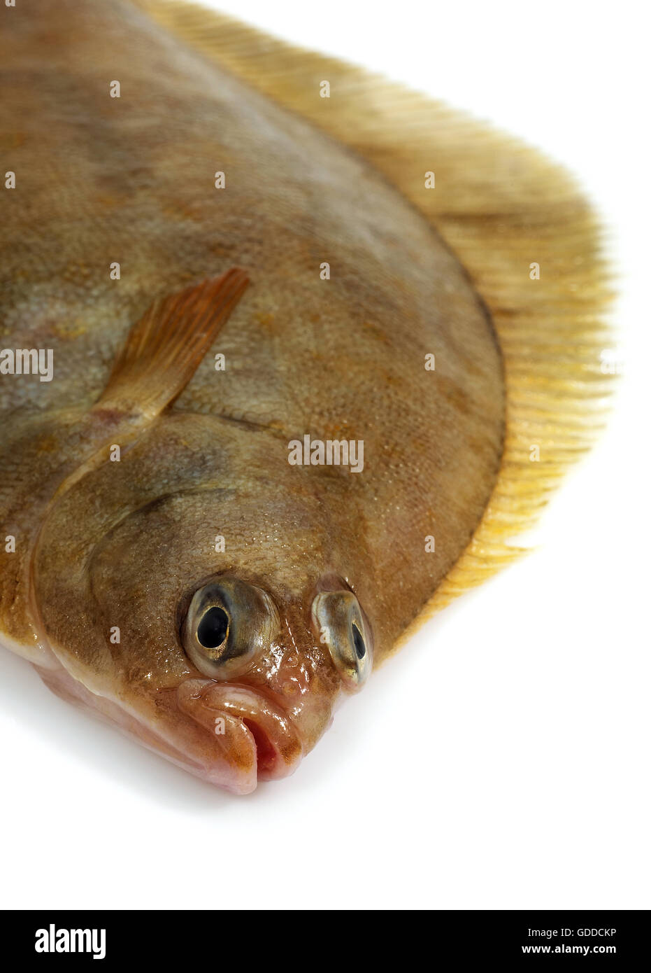 Brill, scophthalmus rhombus, Fresh Fish against White Background Stock ...