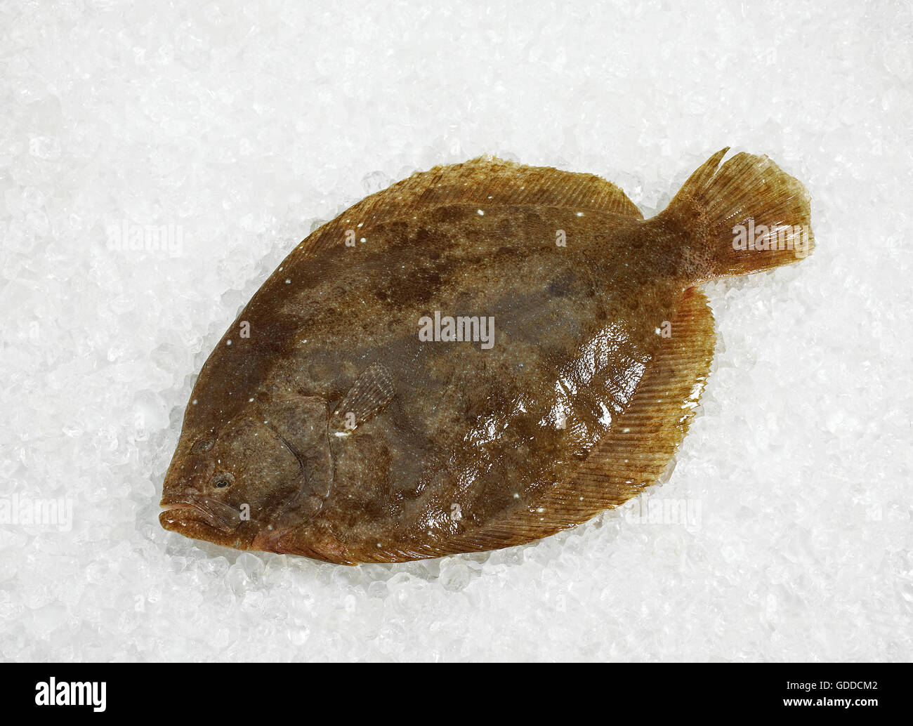Rhombus fish hi-res stock photography and images - Alamy