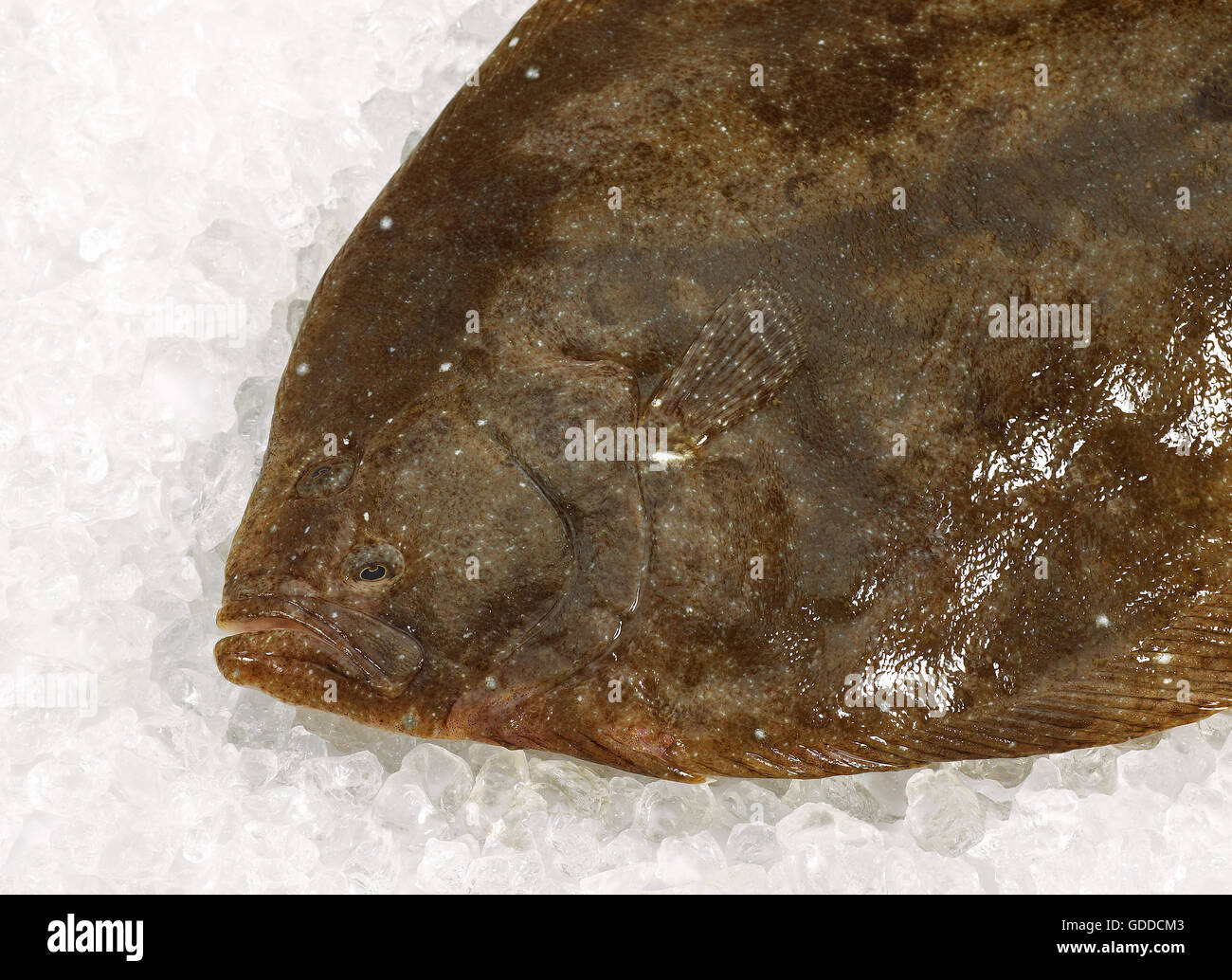 Brill studio hi-res stock photography and images - Alamy