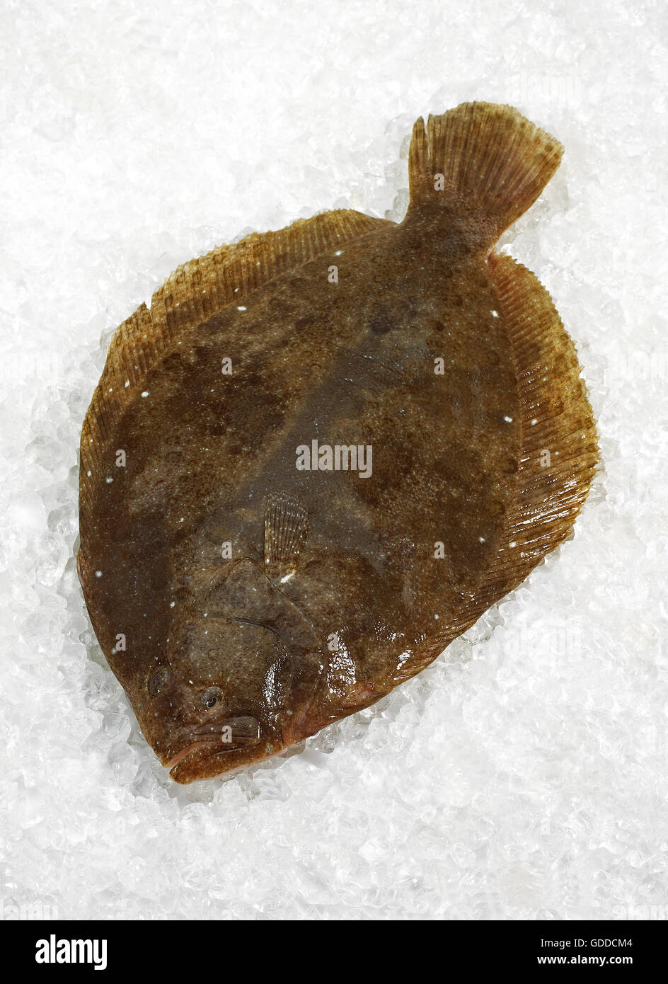 Rhombus fish hi-res stock photography and images - Alamy