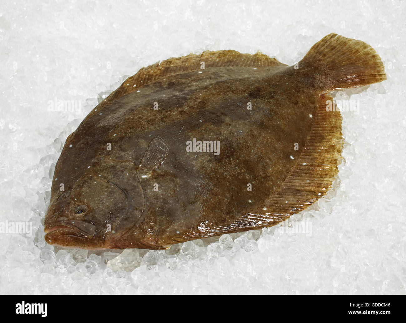Brill Fish High Resolution Stock Photography and Images - Alamy