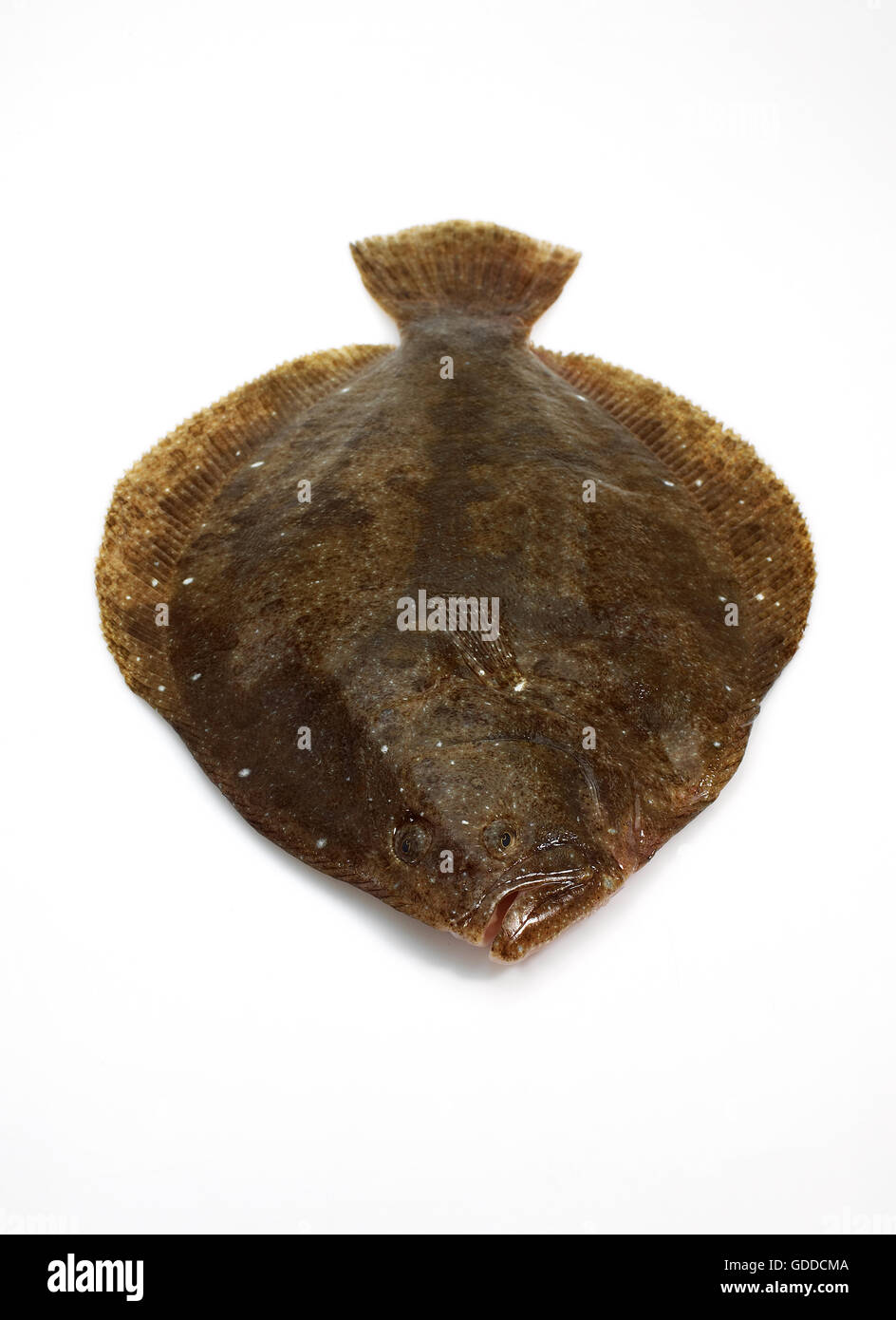 Brill, scophthalmus rhombus, Fresh Fish against White Background Stock ...
