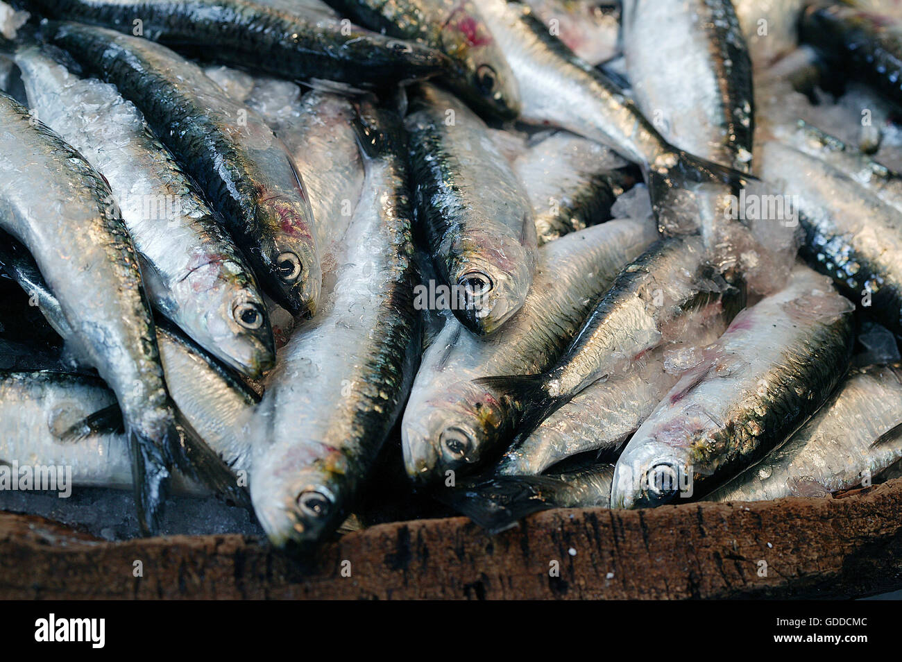 Sardines at Market stall Stock Photo - Alamy