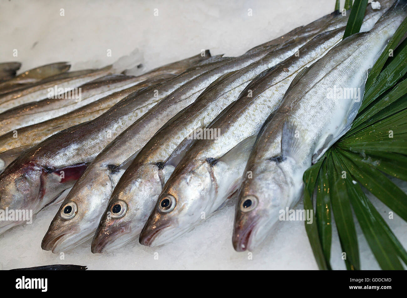 Small Hake, pollachius sp., Fresh Fishes on Ice at Fish Stall Stock ...