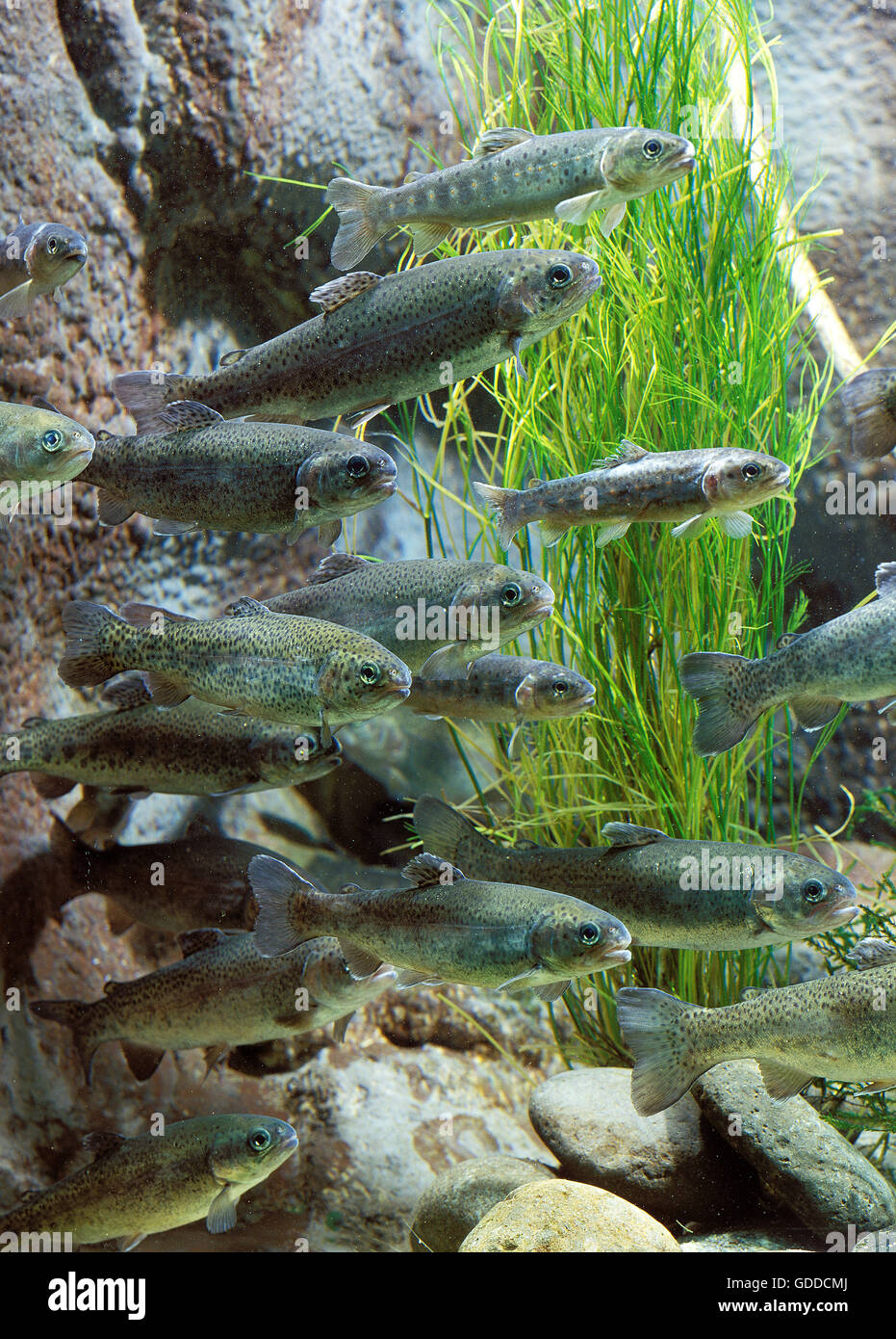 Rainbow Trout, salmo gairdneri, Shoal of Fishes Stock Photo - Alamy