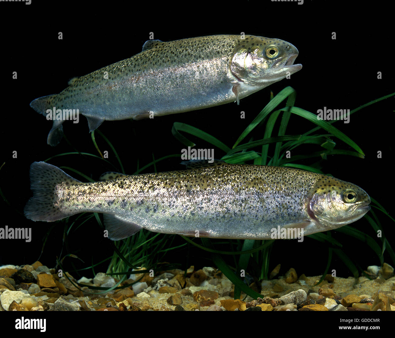 Rainbow Trout, salmo gairdneri, Adults Stock Photo - Alamy