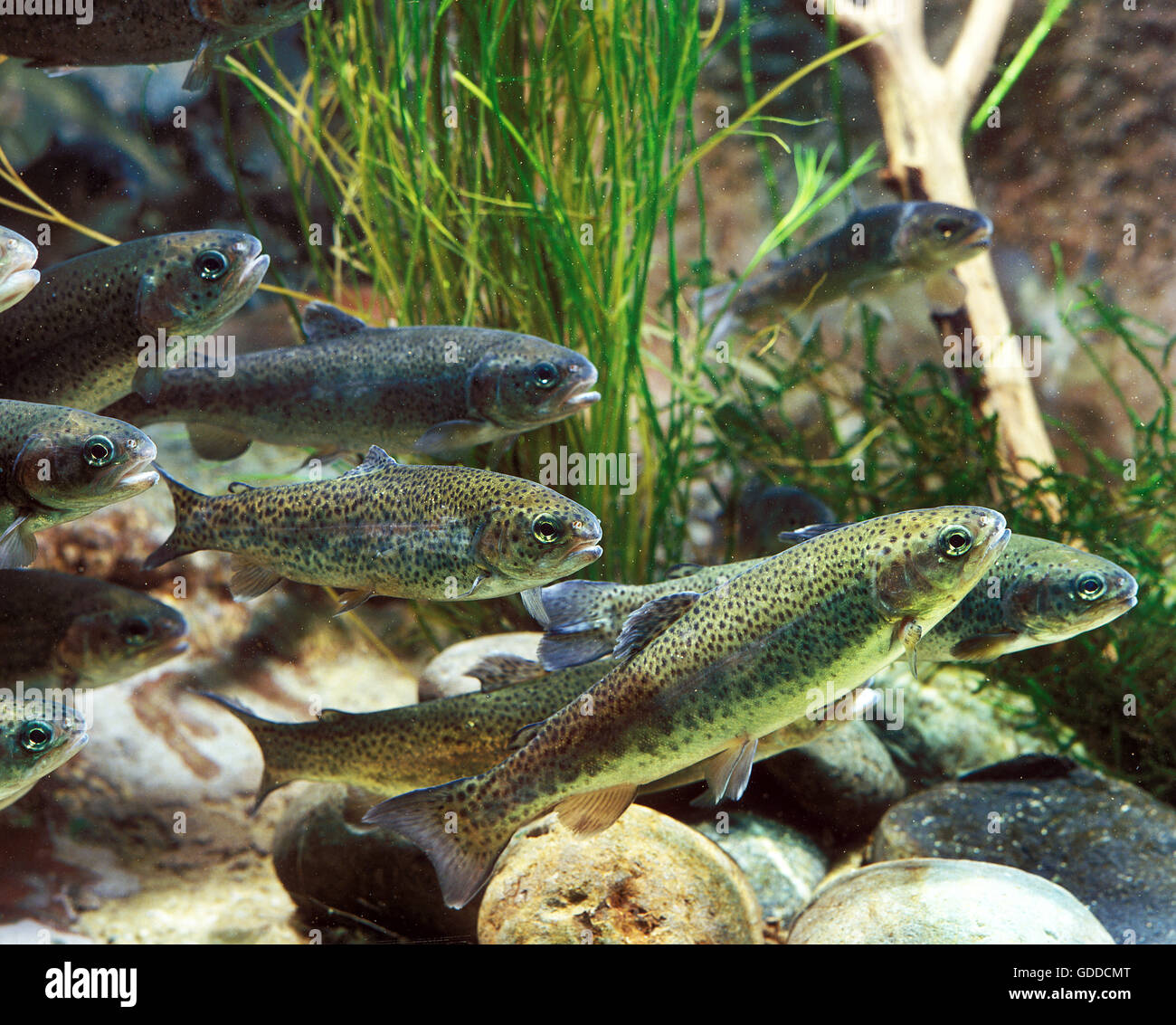 Trout shoal hi-res stock photography and images - Alamy
