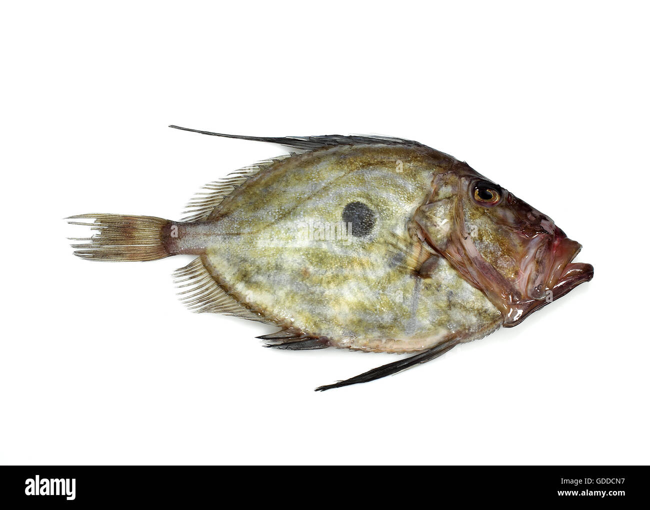 John dory's fish hi-res stock photography and images - Alamy