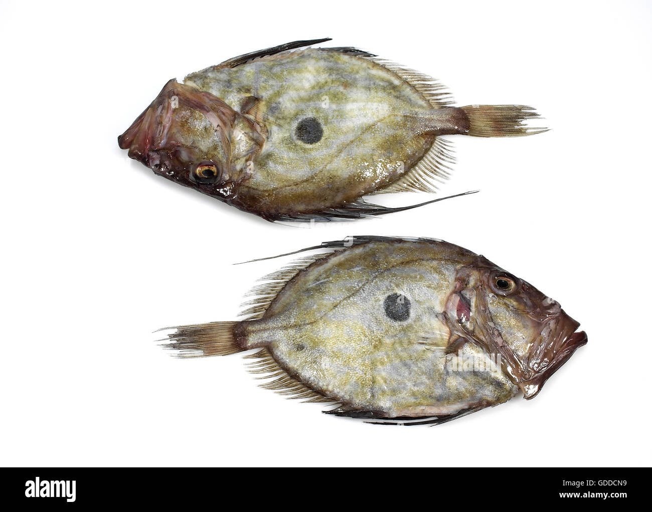 John dory's fish hi-res stock photography and images - Alamy