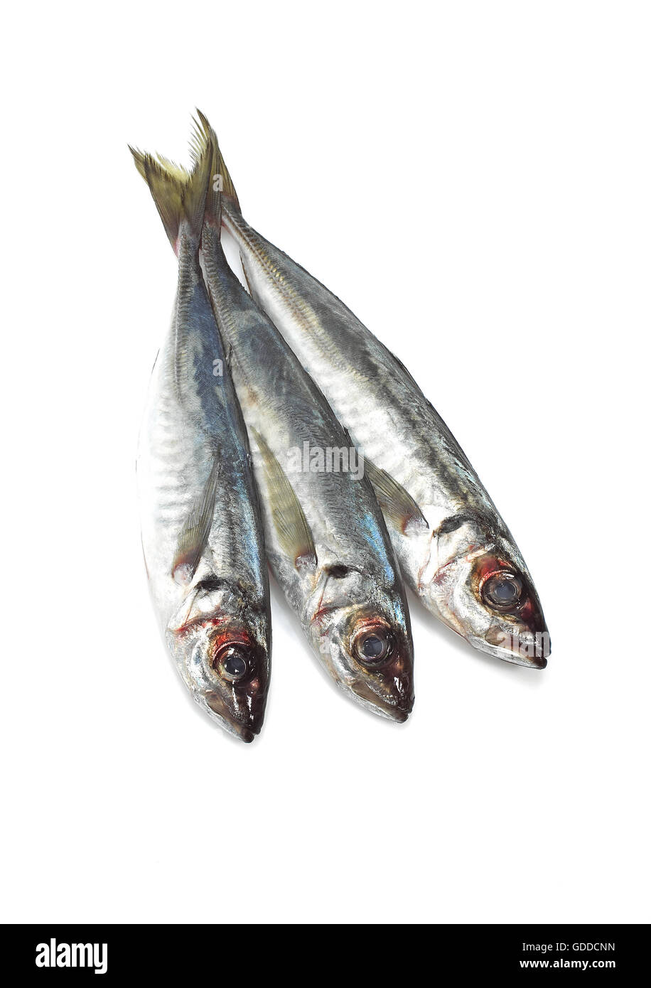 FRESH HORSE MACKEREL trachurus trachurus AGAINST WHITE BACKGROUND Stock ...
