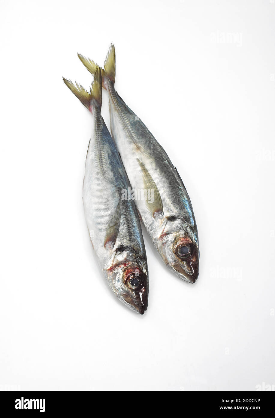 Fresh Horse Mackerel, trachurus trachurus against White Background ...