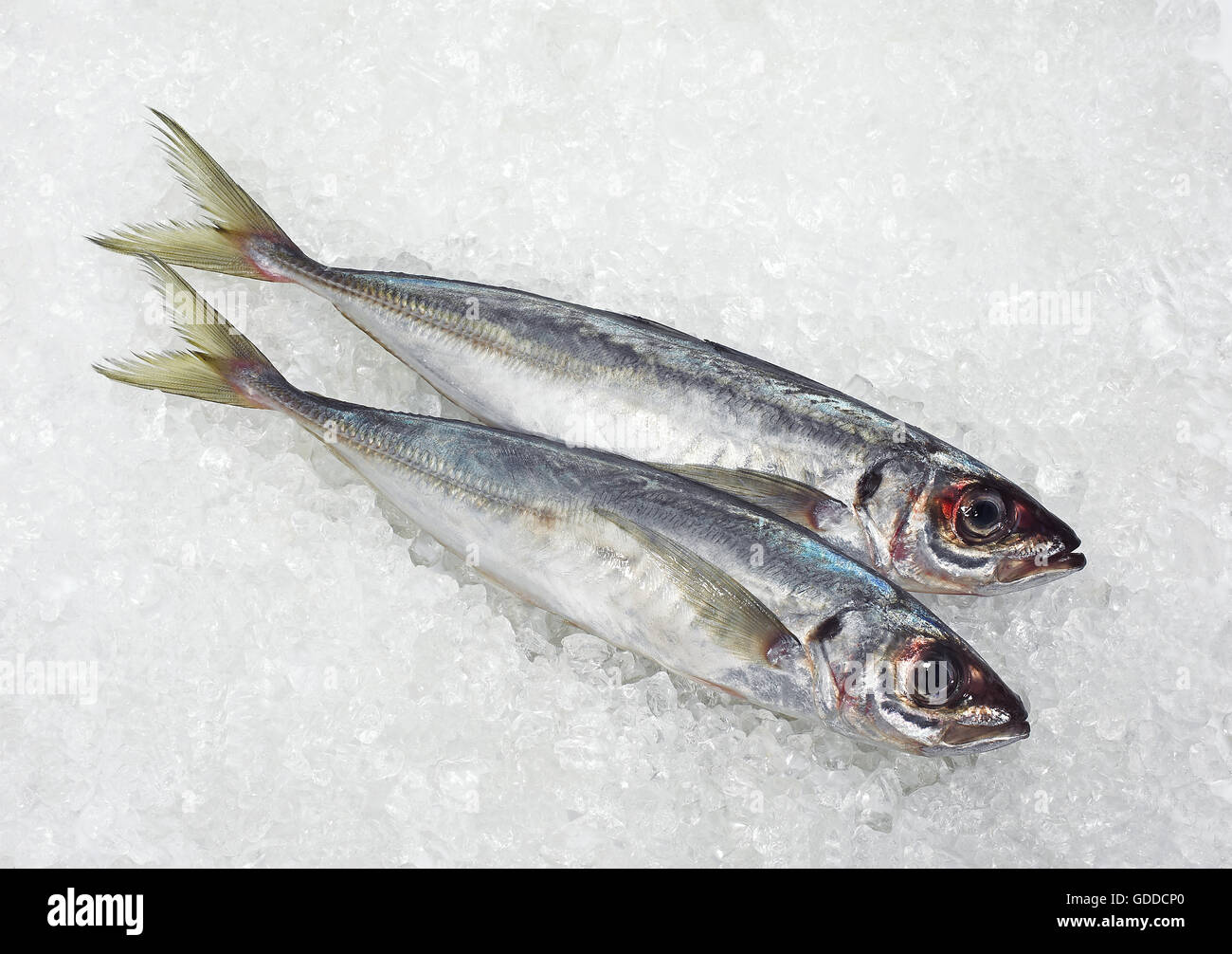 Trachurus trachurus hi-res stock photography and images - Alamy