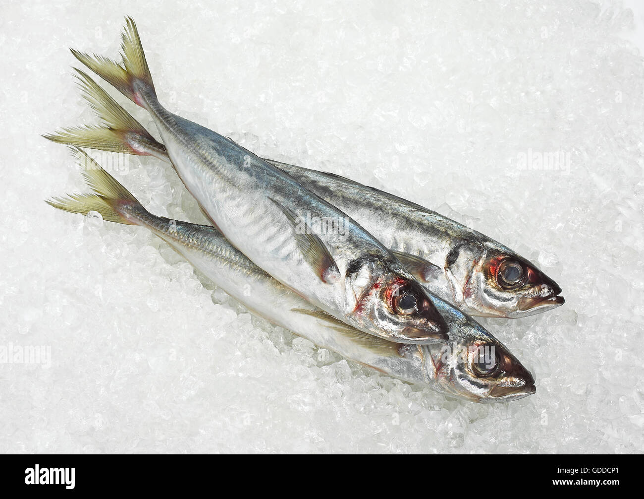 Trachurus fish hi-res stock photography and images - Alamy
