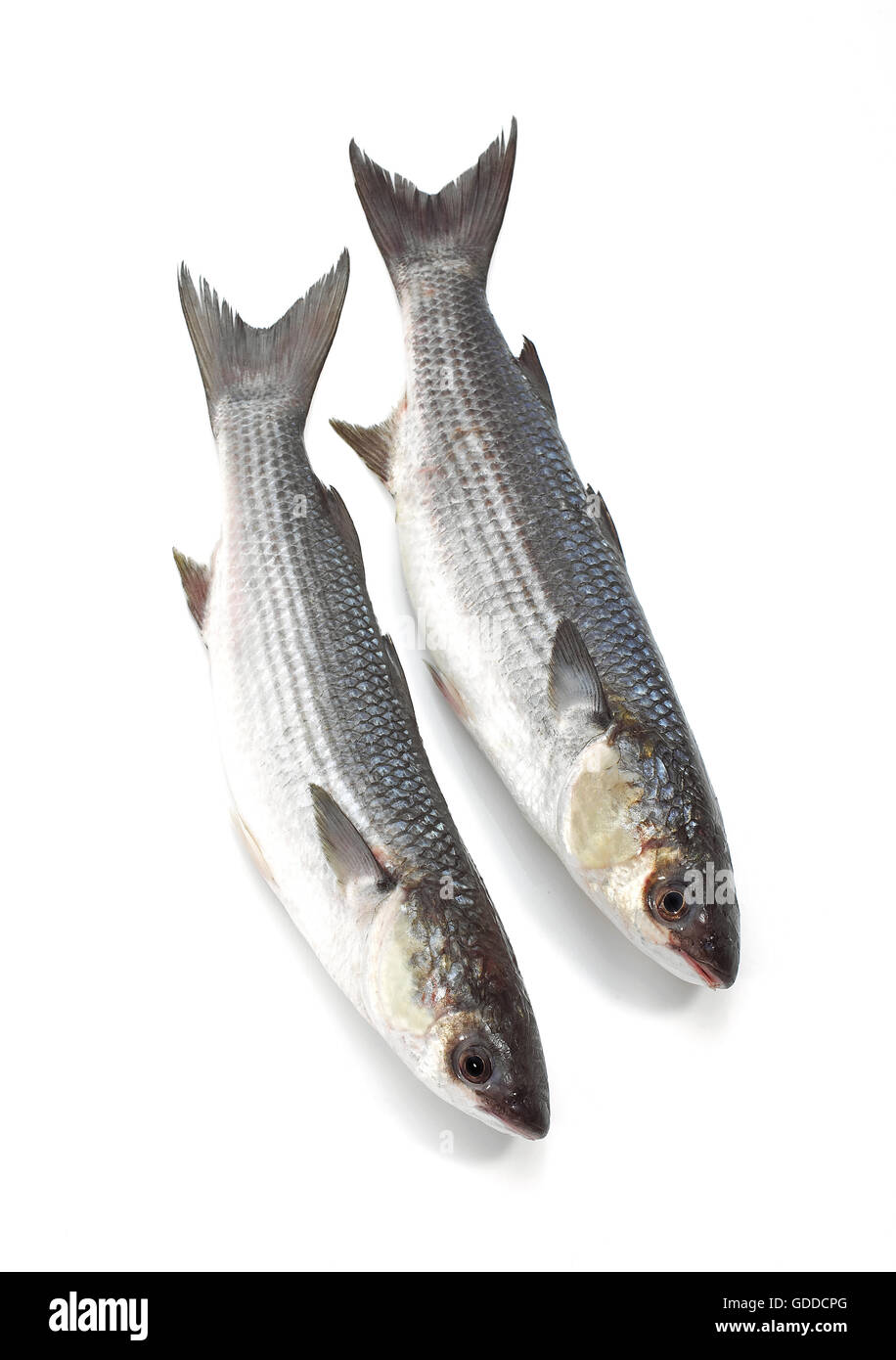 Mullet fish cutout hi-res stock photography and images - Alamy