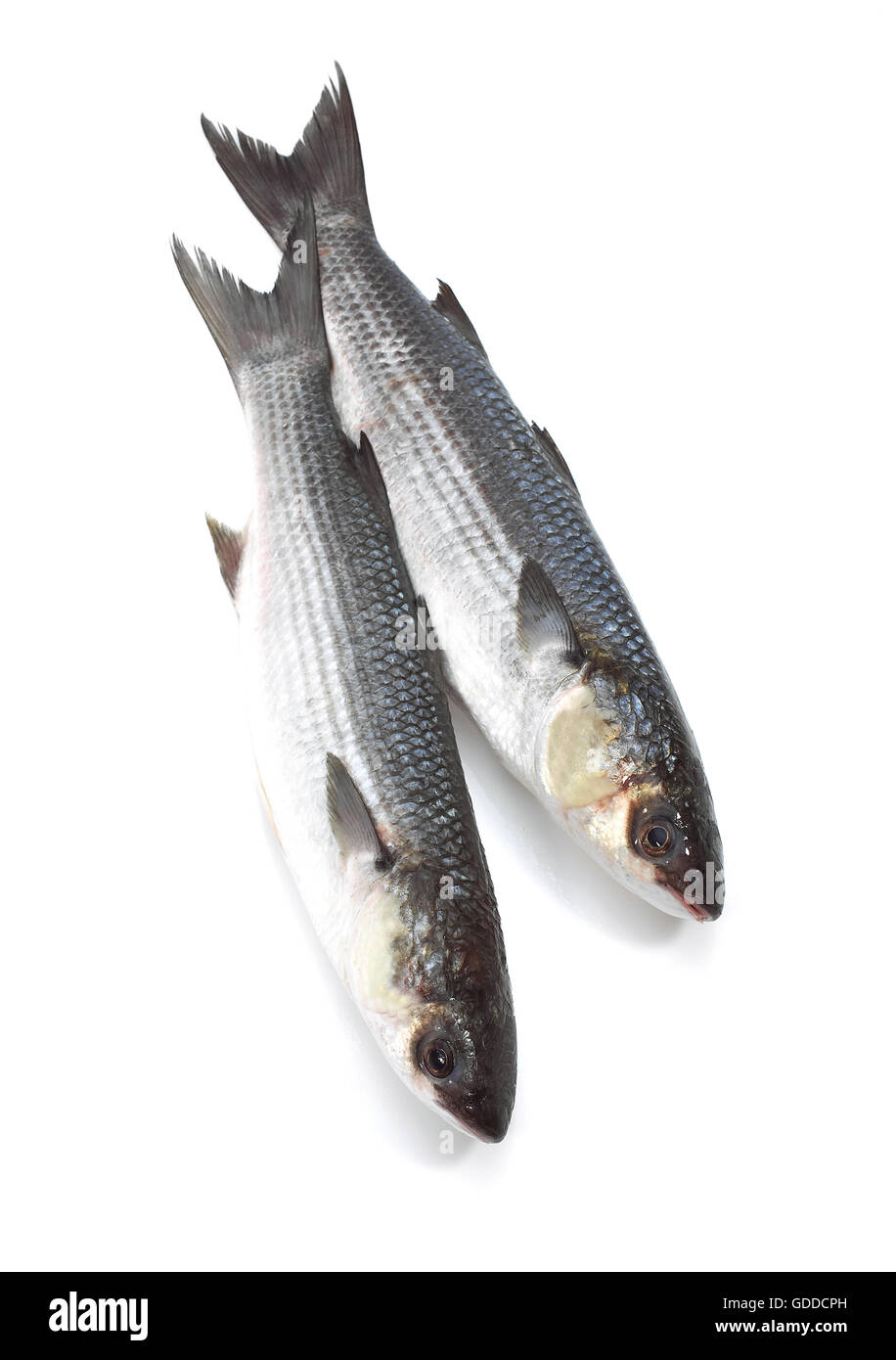 Mullet, chelon labrosus, Fresh Fishes against White Background Stock ...
