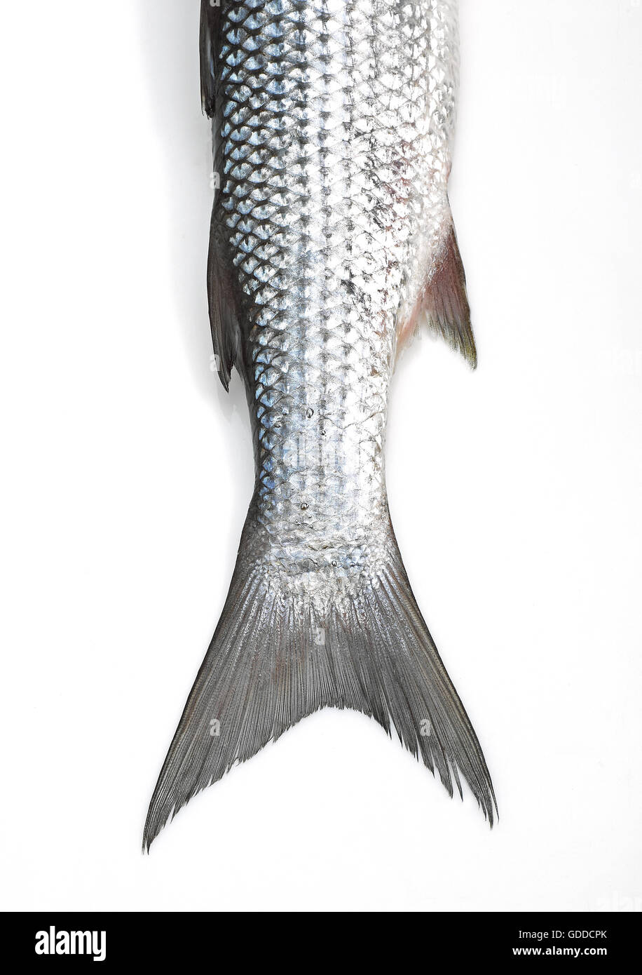 Thick lipped mullet chelon labrosus hi-res stock photography and images ...