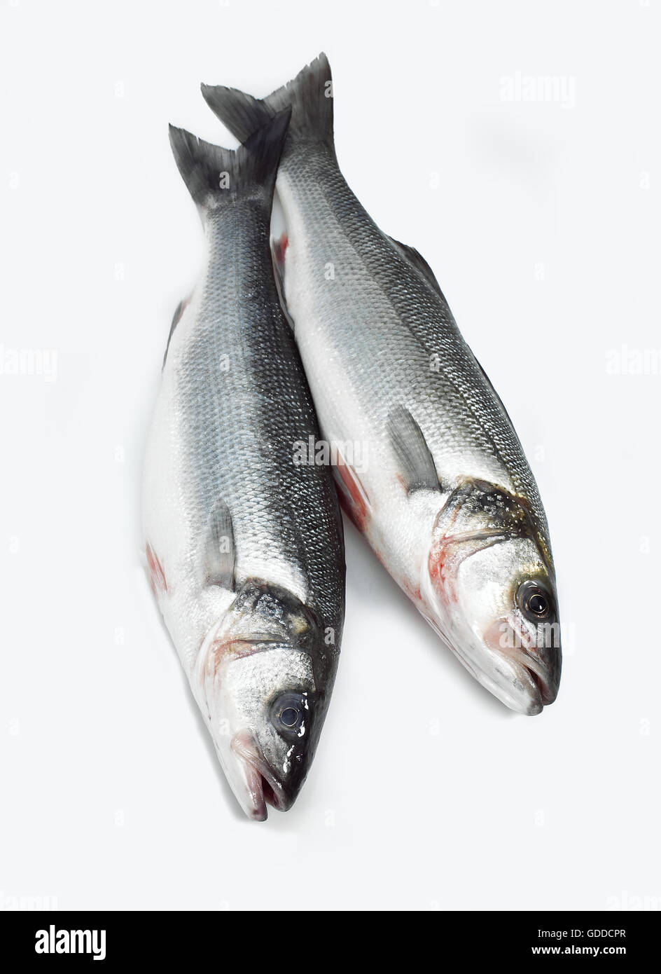 Dicentrarchus labrax european bass hi-res stock photography and images ...