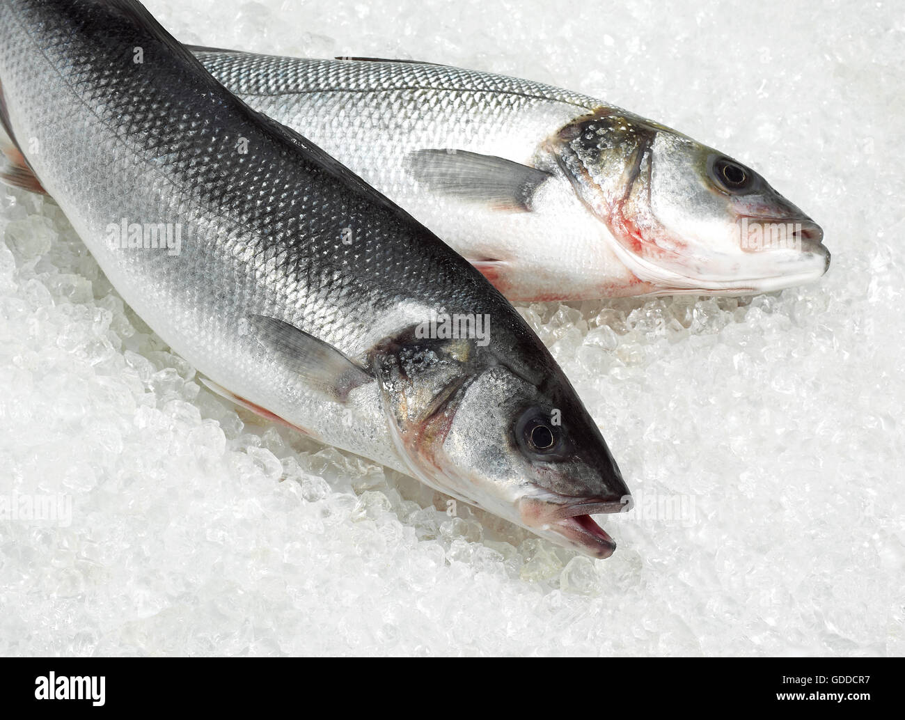 Dicentrarchus Labrax European Bass High Resolution Stock Photography ...