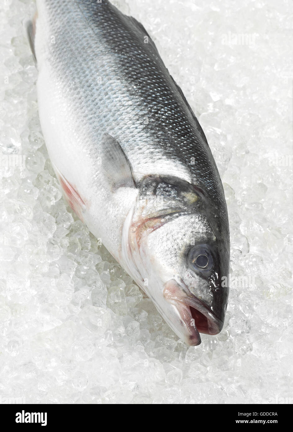 Dicentrarchus labrax hi-res stock photography and images - Alamy