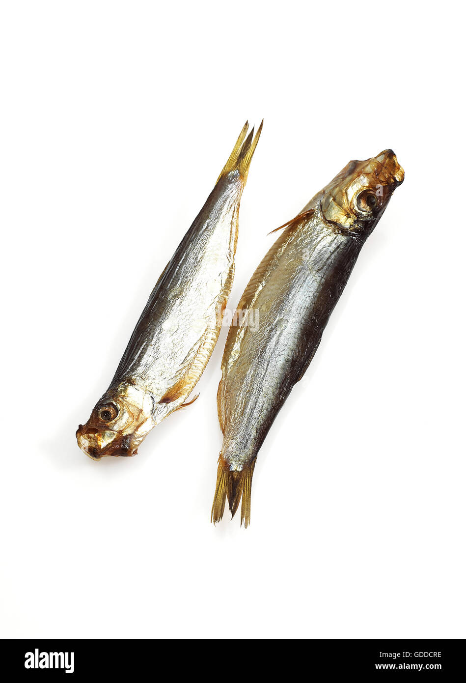 Sprat Fish, sprattus sprattus, Smoked Fishes against White Background ...