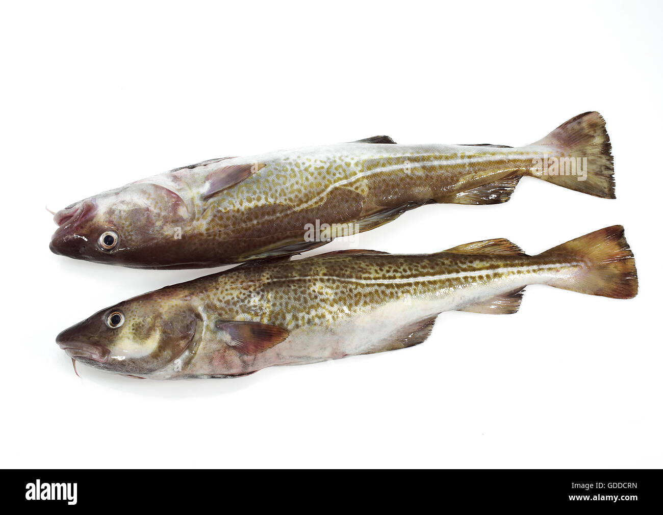 Cod, gadus morhua, Fresh Fishes against White Background Stock Photo ...
