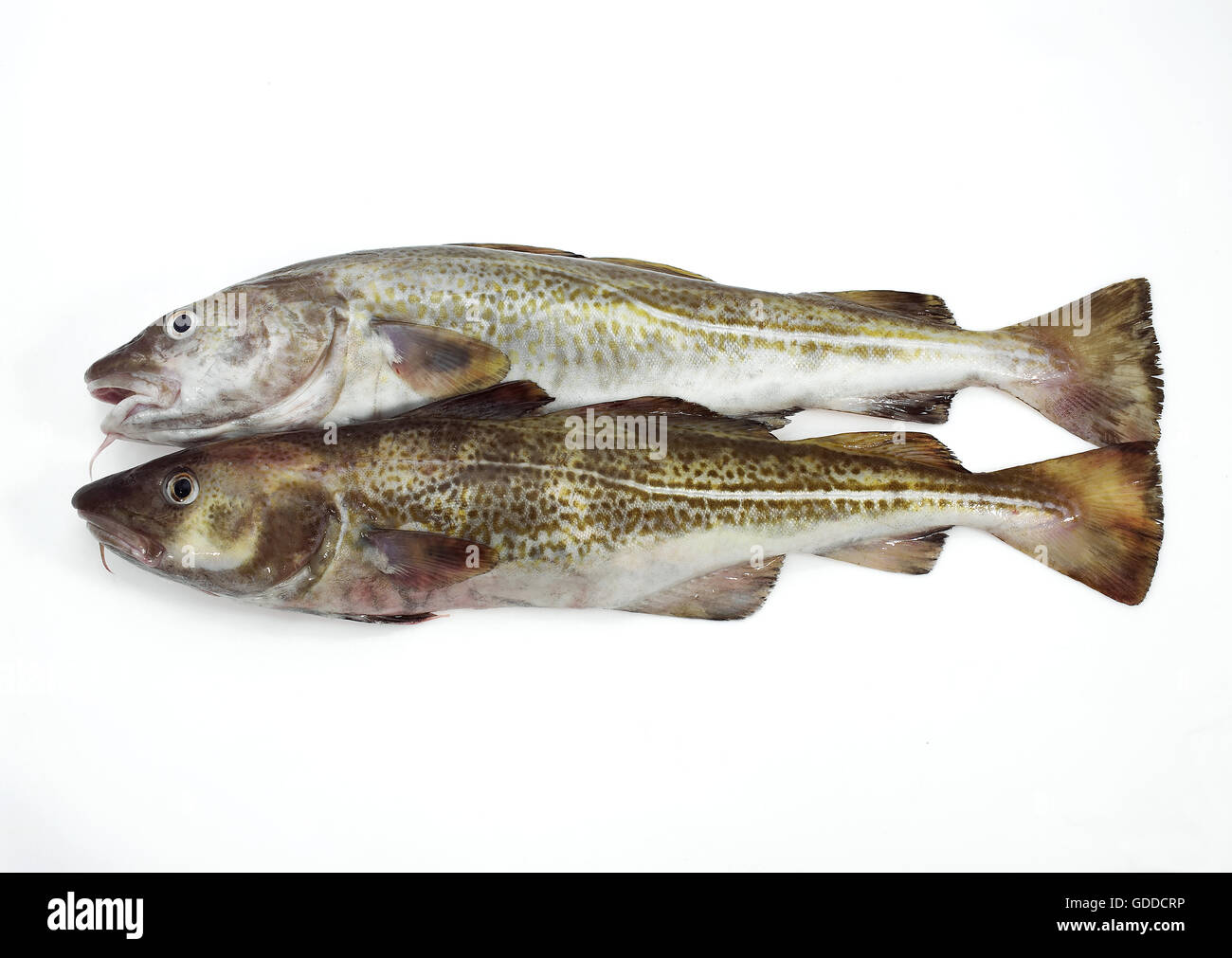 Atlantic cod isolated hi-res stock photography and images - Alamy