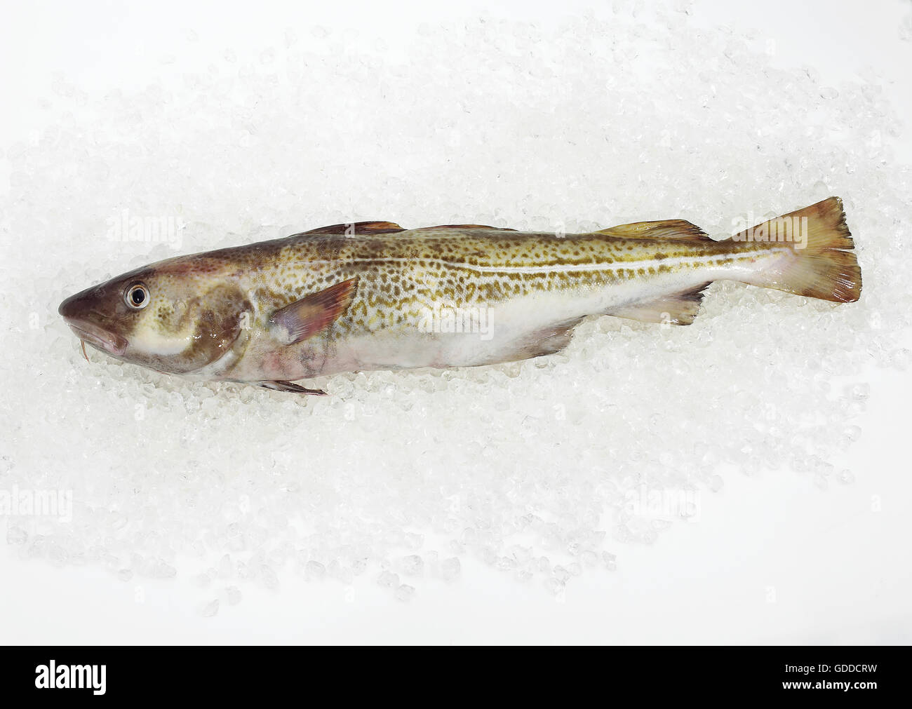 Atlantic cod fish ice hi-res stock photography and images - Alamy