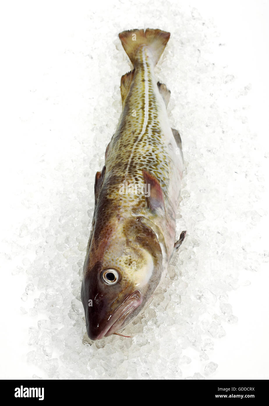 Cod, gadus morhua, Fresh Fish in Ice Stock Photo - Alamy
