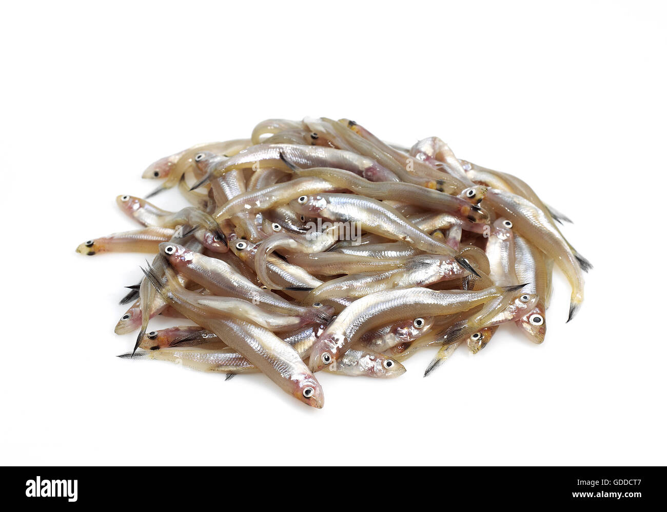 FRESH SMELTS osmerus eperlanus AGAINST WHITE BACKGROUND Stock Photo - Alamy