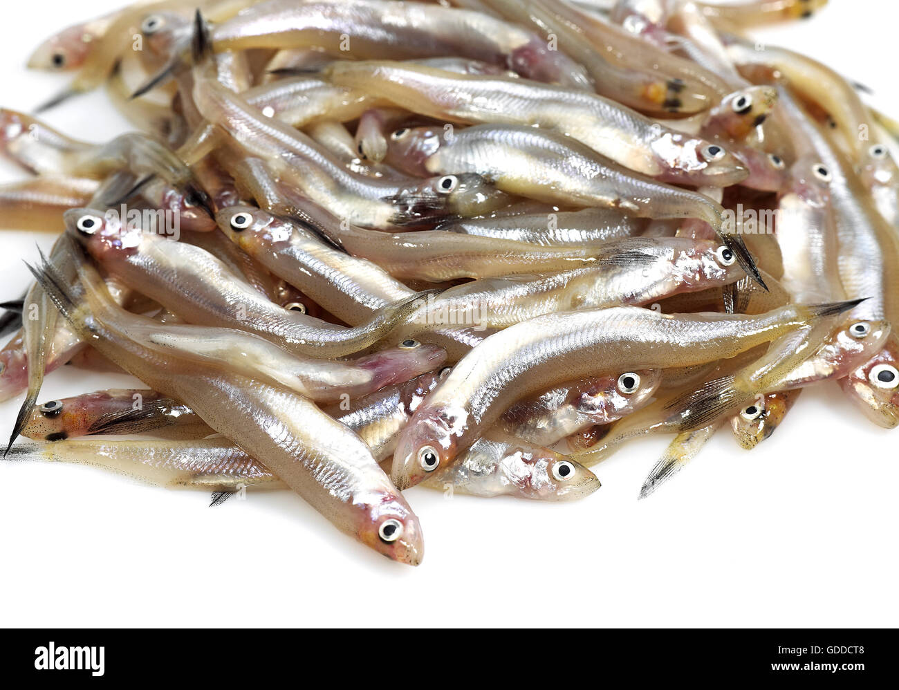 Fresh Smelts, osmerus eperlanus against White Background Stock Photo ...