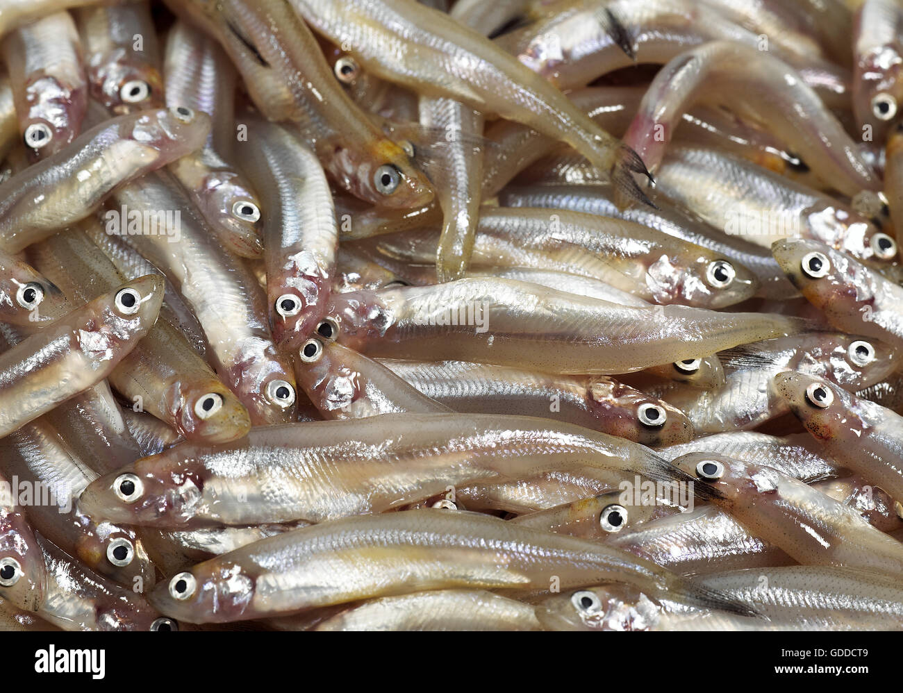Osmeriformes hi-res stock photography and images - Alamy
