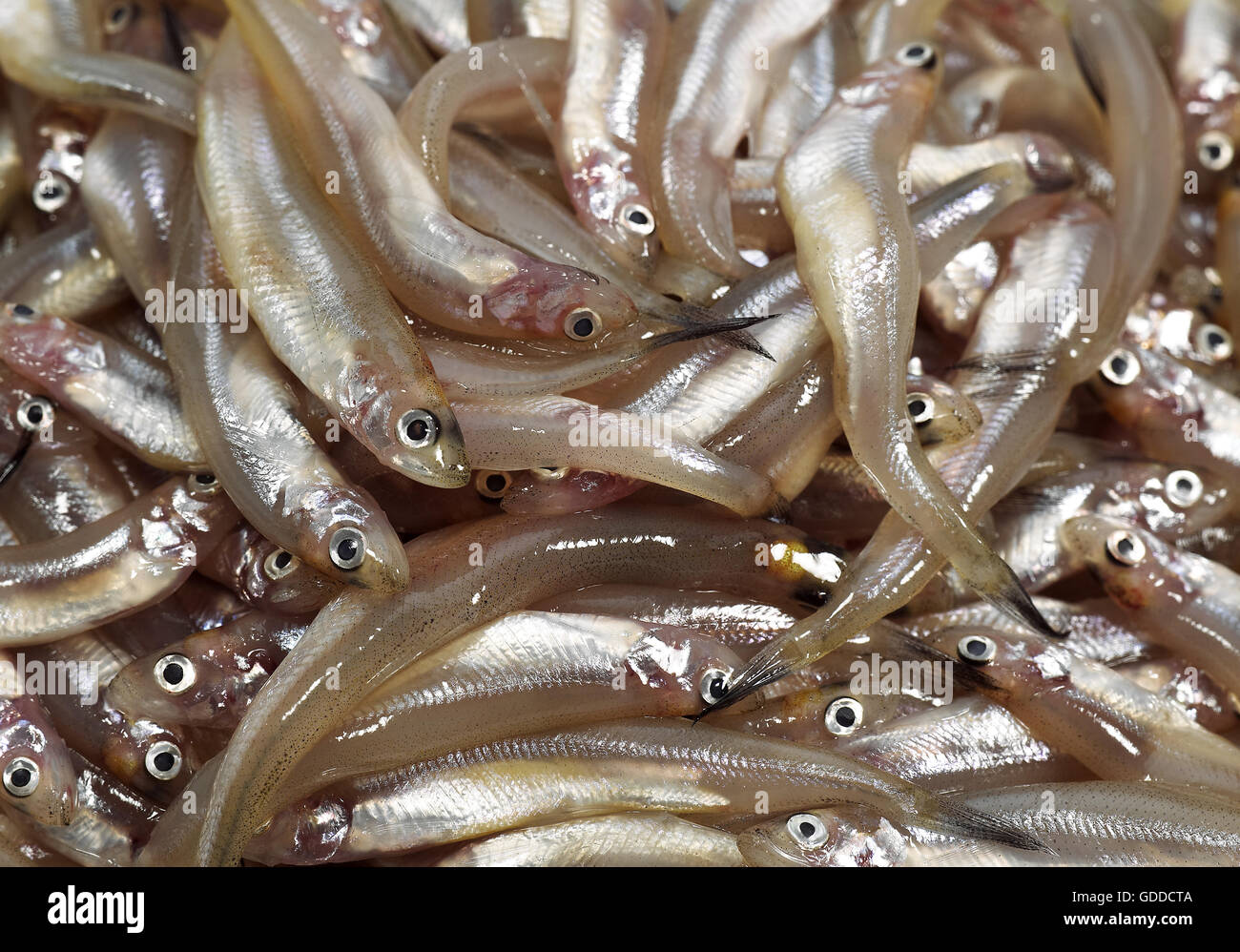 FRESH SMELTS osmerus eperlanus Stock Photo - Alamy