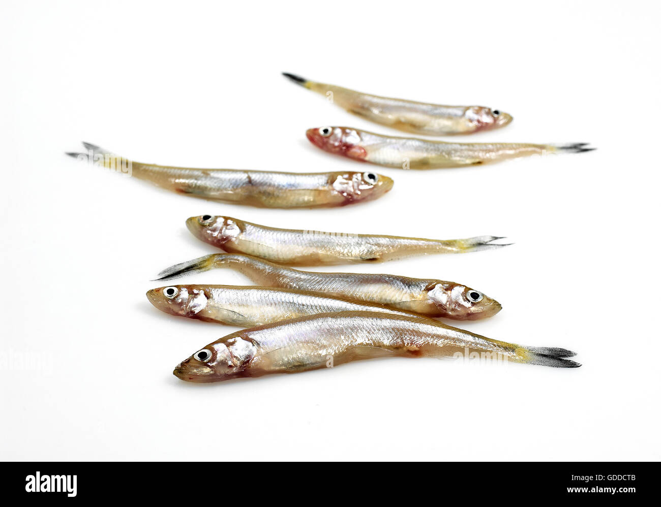 FRESH SMELTS osmerus eperlanus AGAINST WHITE BACKGROUND Stock Photo - Alamy