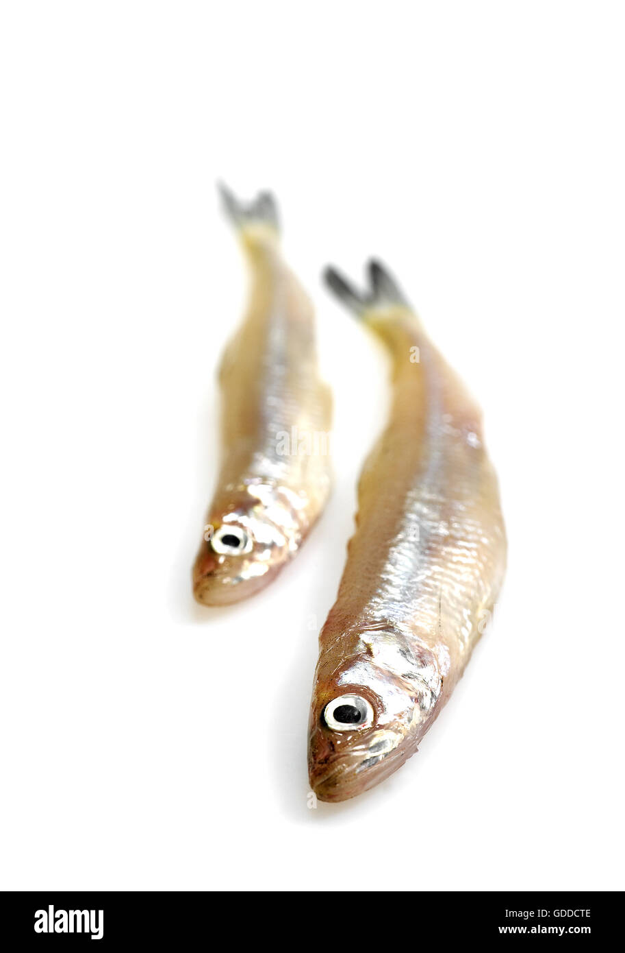 Fresh Smelts, osmerus eperlanus against White Background Stock Photo ...