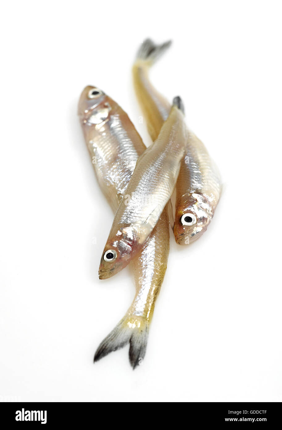 FRESH SMELTS osmerus eperlanus AGAINST WHITE BACKGROUND Stock Photo - Alamy