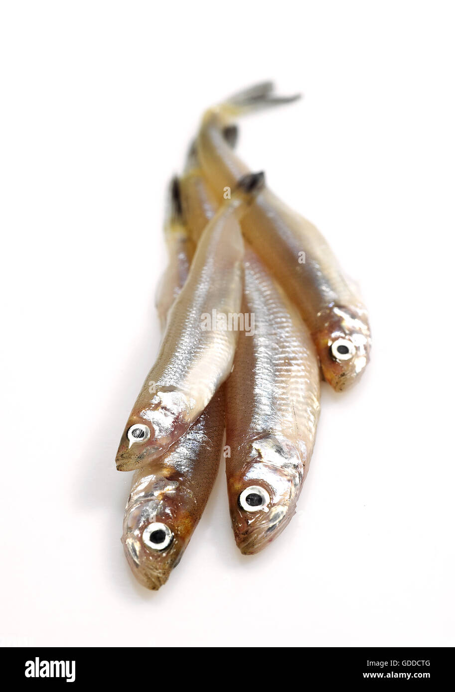 Fresh Smelts, osmerus eperlanus against White Background Stock Photo ...