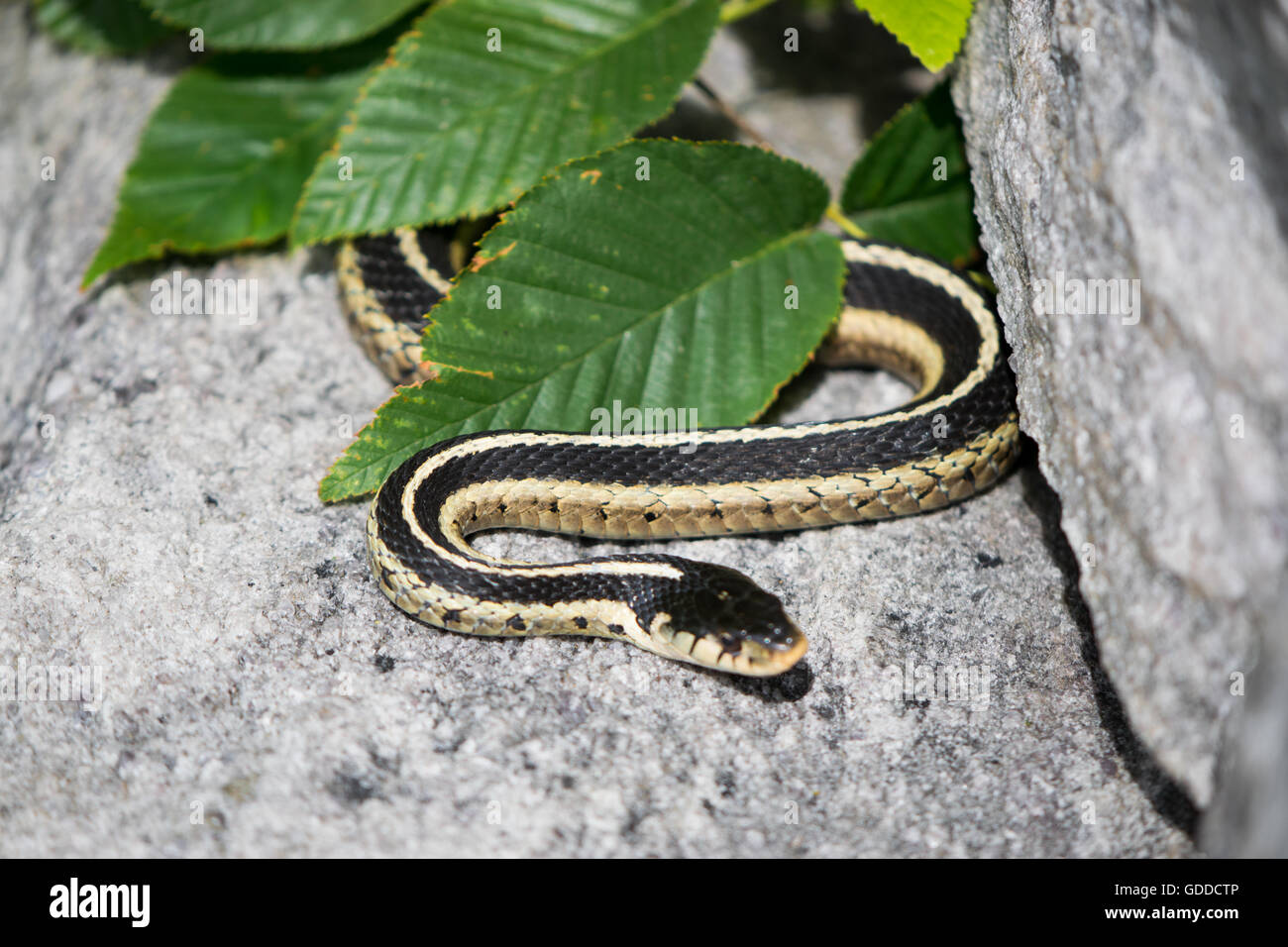 Garter Snake Relaxing in the Sun Stock Photo - Alamy