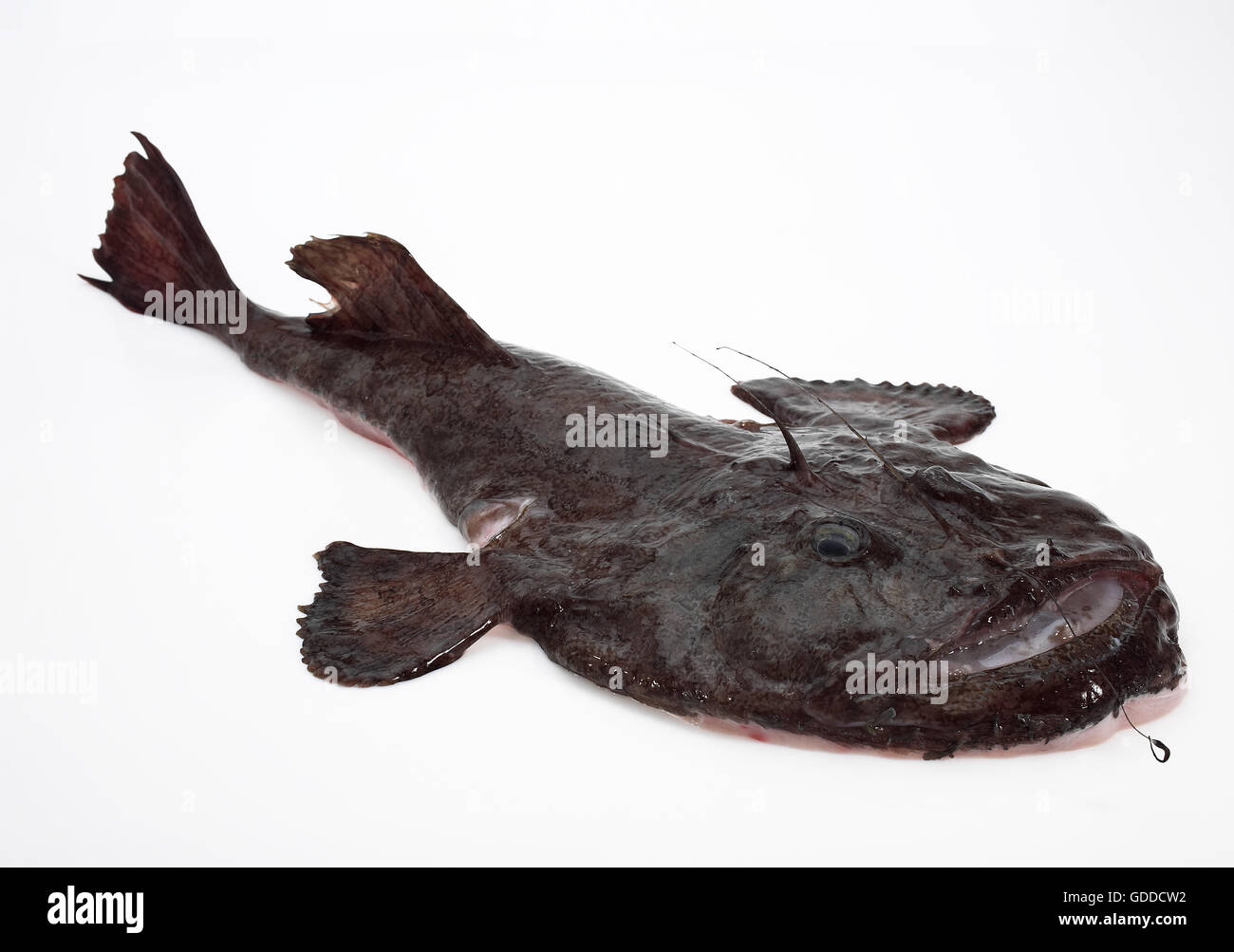 Monkfish, lophius piscatorius, Fresh Fish against White Background ...