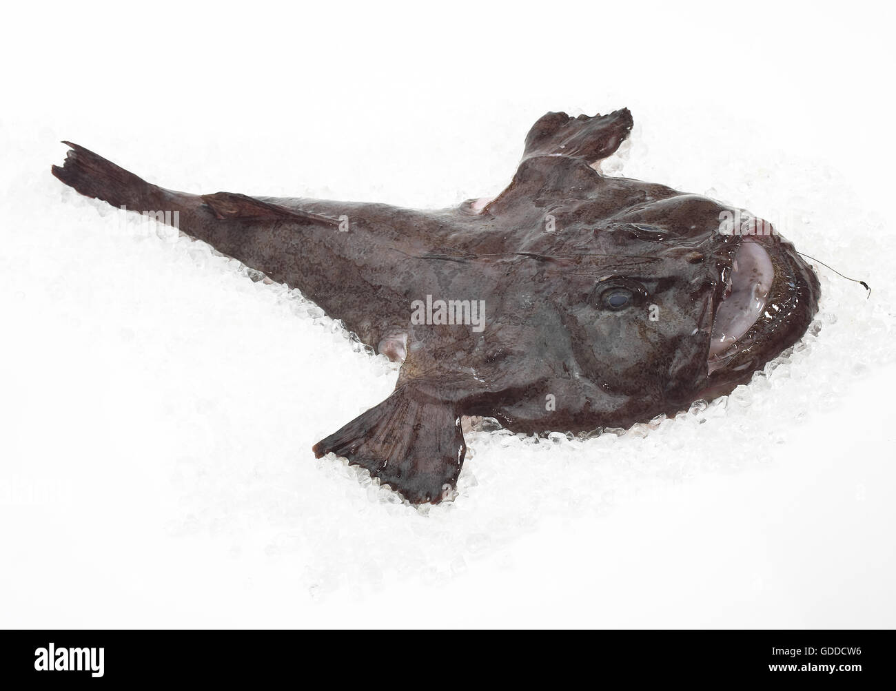 Monkfish, lophius piscatorius, Fresh Fish on Ice against White ...