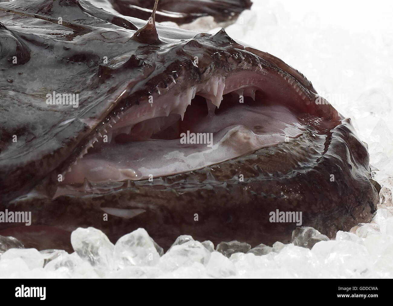 Lophius Piscatorius High Resolution Stock Photography and Images - Alamy