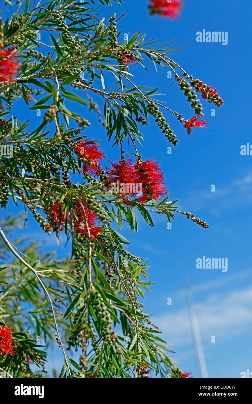 Ornamental tree hi-res stock photography and images - Alamy