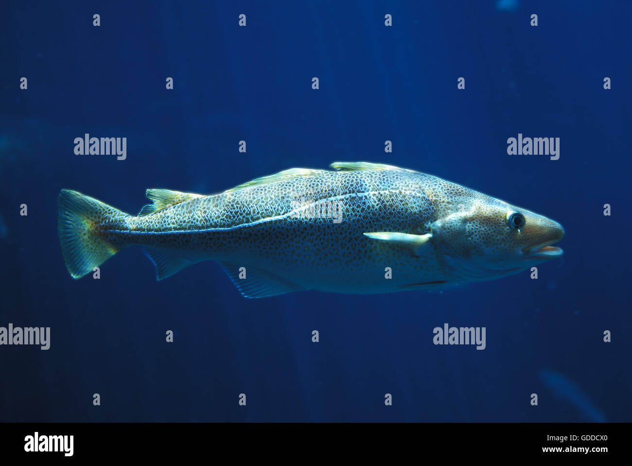 Morhua hi-res stock photography and images - Alamy